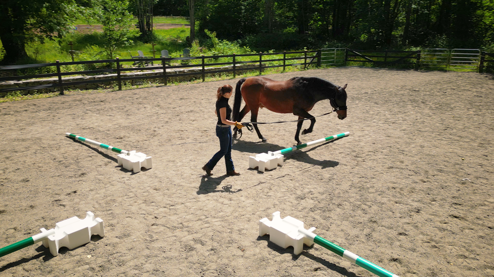 Ground Pole Workouts — Equine Bodywork Online