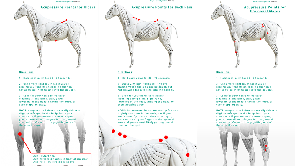 Equine Bodywork Online