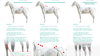 Equine Bodywork Online