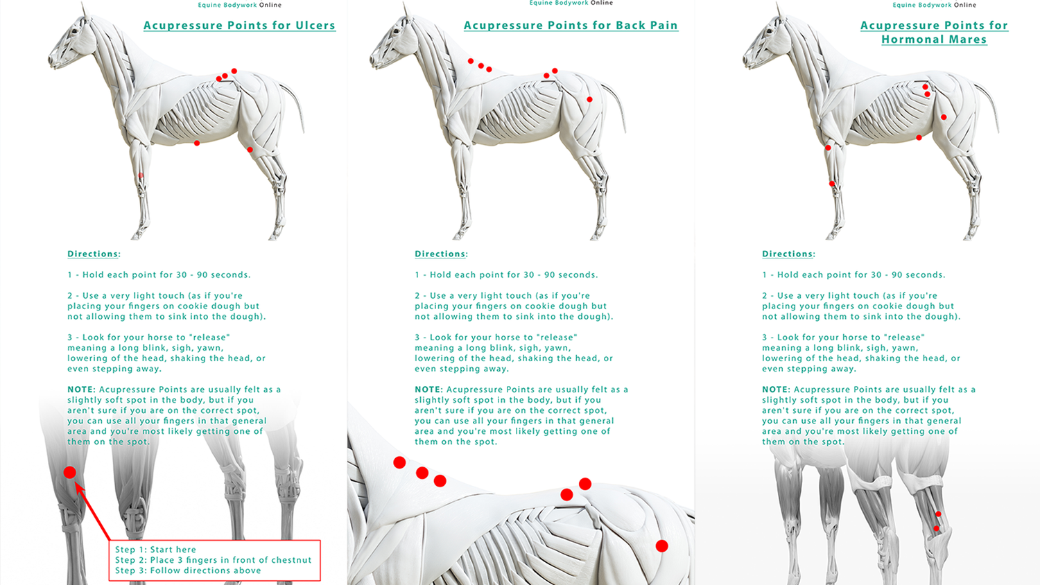 Equine Bodywork Online
