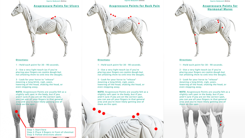 Equine Bodywork Online