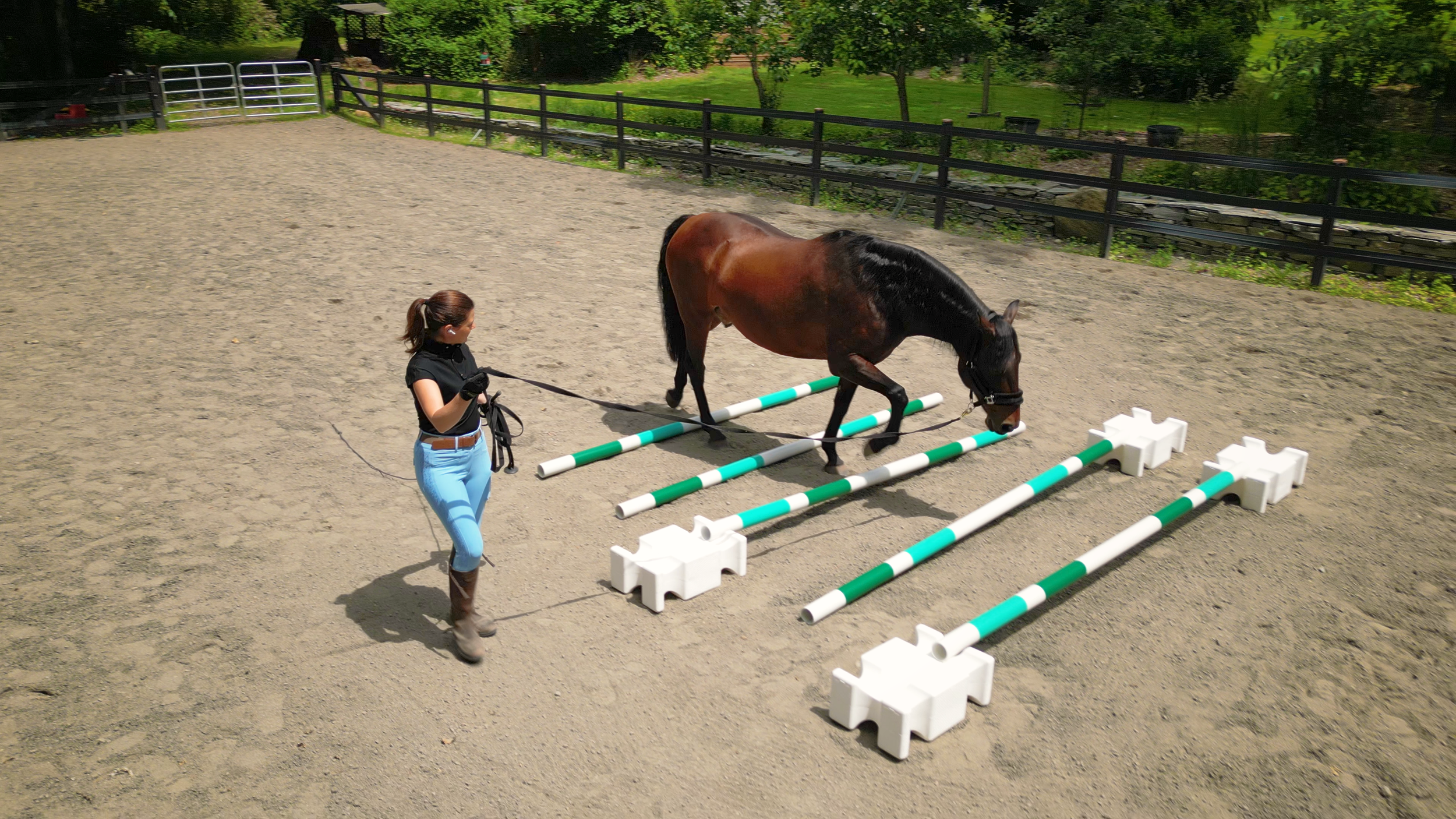 Equine Enrichment: why your horse needs more than just exercise ...
