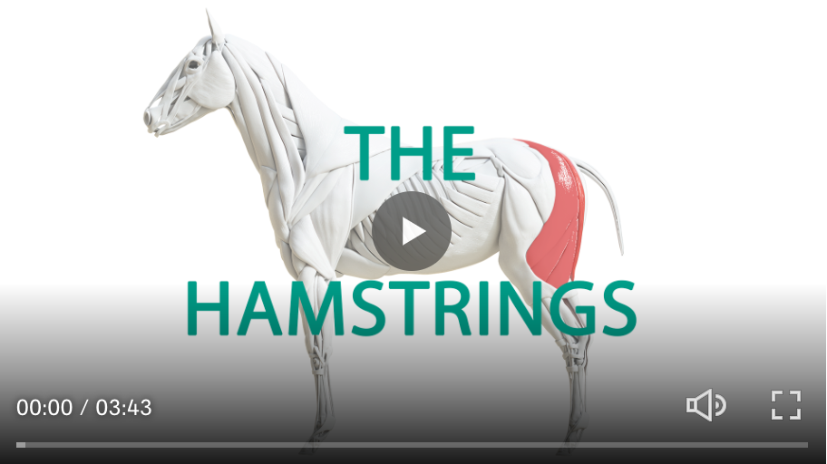 FREE Training — Equine Bodywork Online