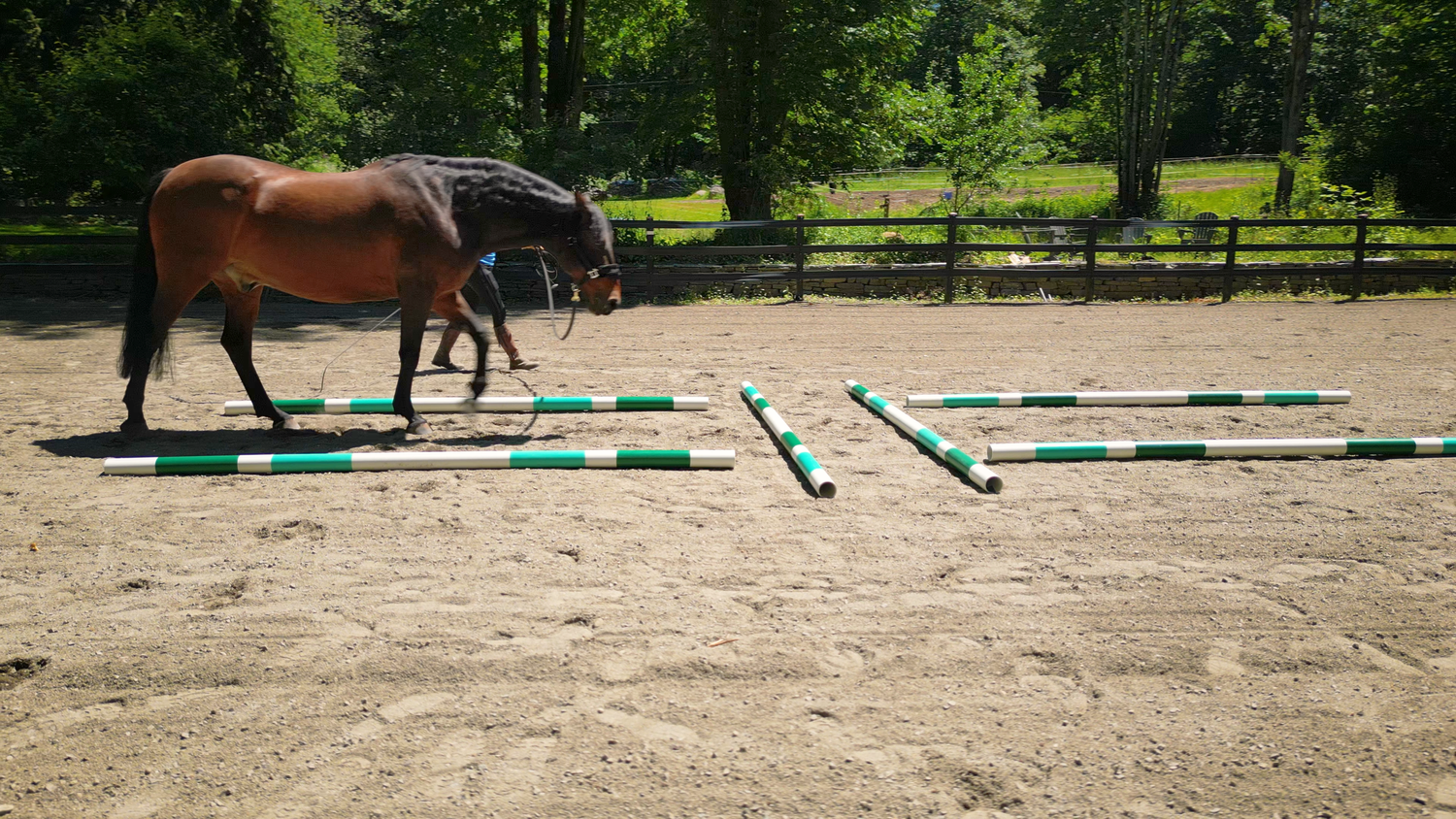 Ground Pole Workouts — Equine Bodywork Online