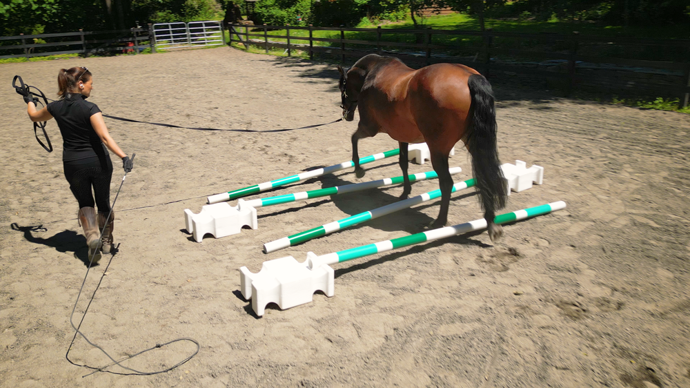 Ground Pole Workouts — Equine Bodywork Online
