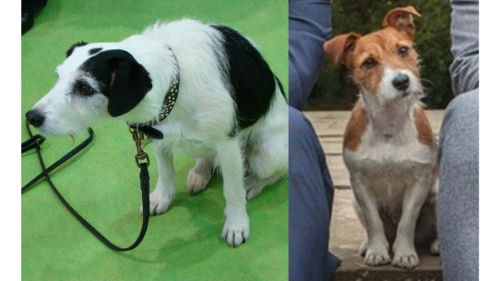 Celebrating Canine Characters: The Top Dogs to Watch in Mystery Series ...
