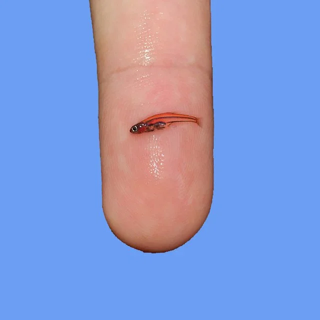 New Music Tuesday #8, 1/27/26 — Melisma