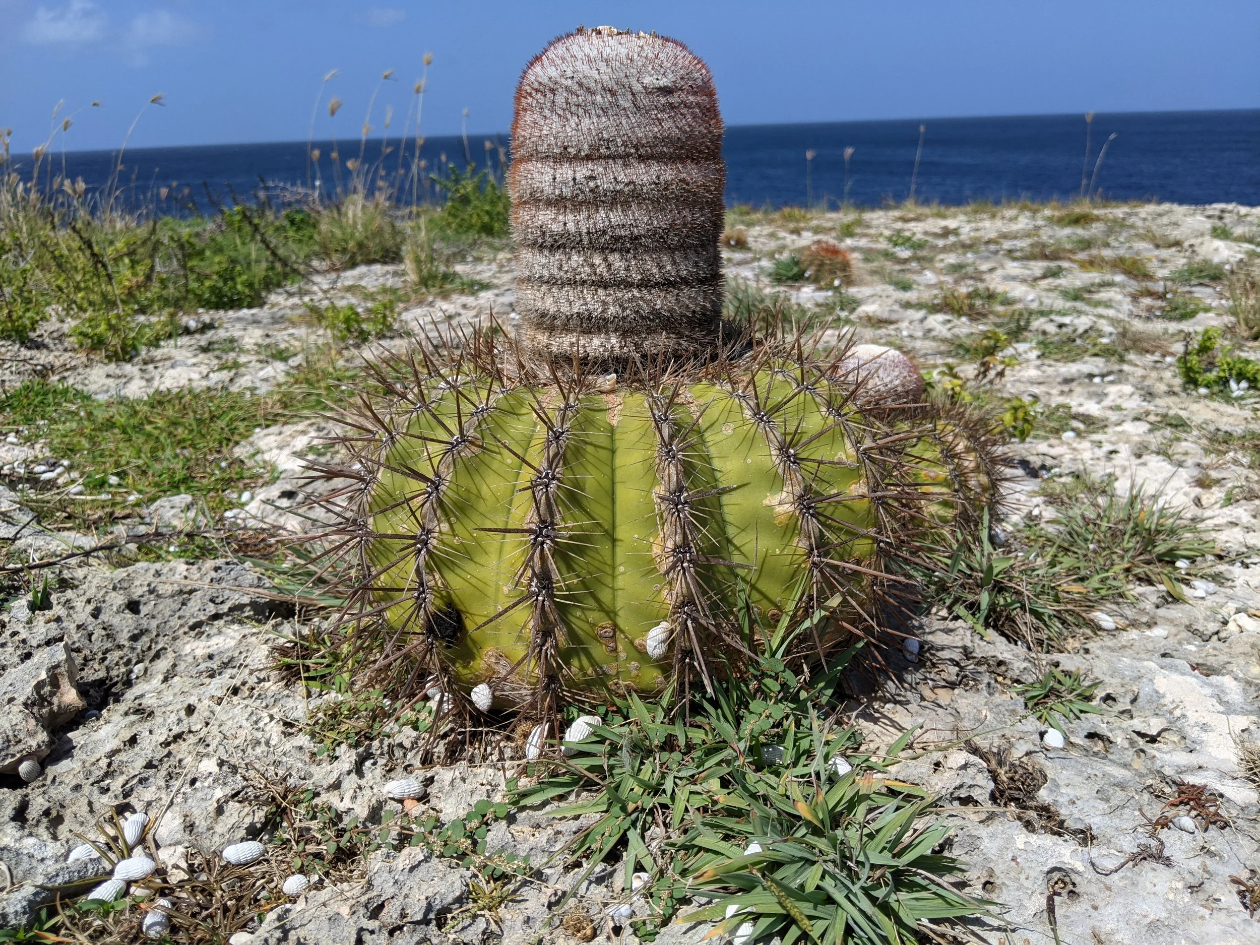 Cacti — Beautiful Curaçao
