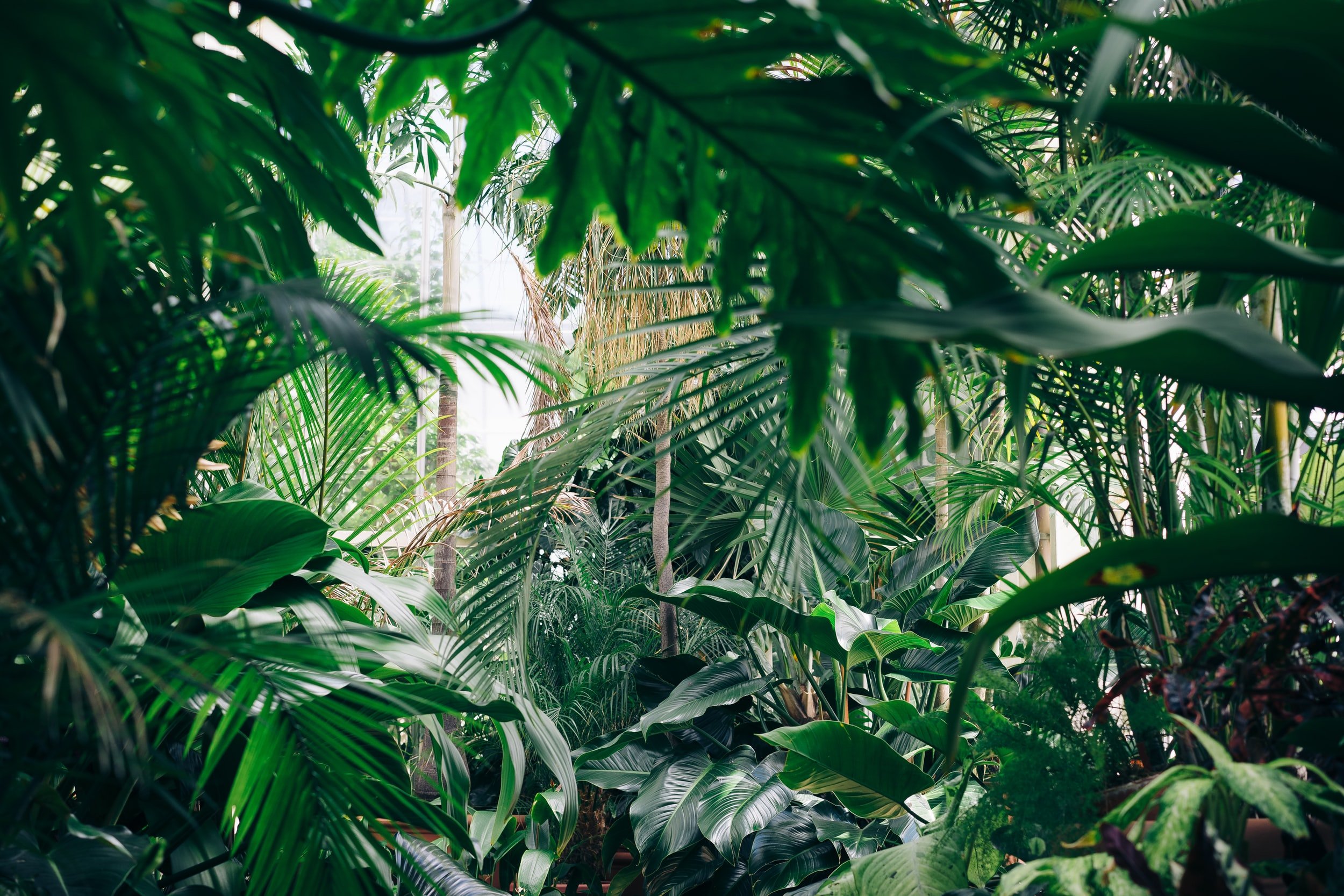 The Botanical Archive