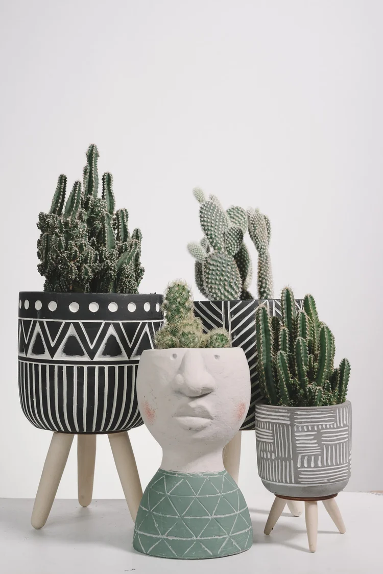 How to create a great plant display — The Botanical Archive