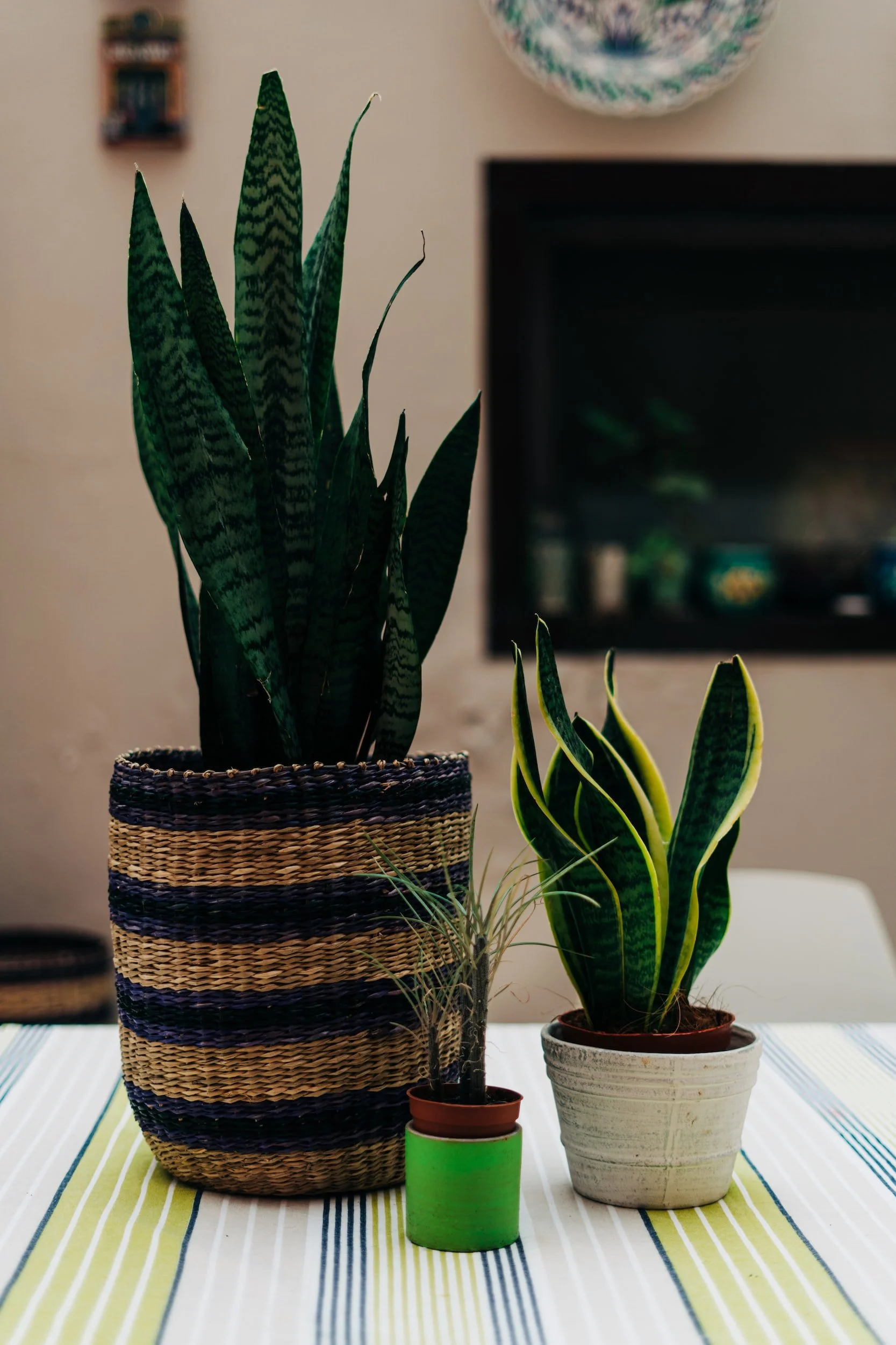 Hallway Plants: A Natural Entrance — The Botanical Archive