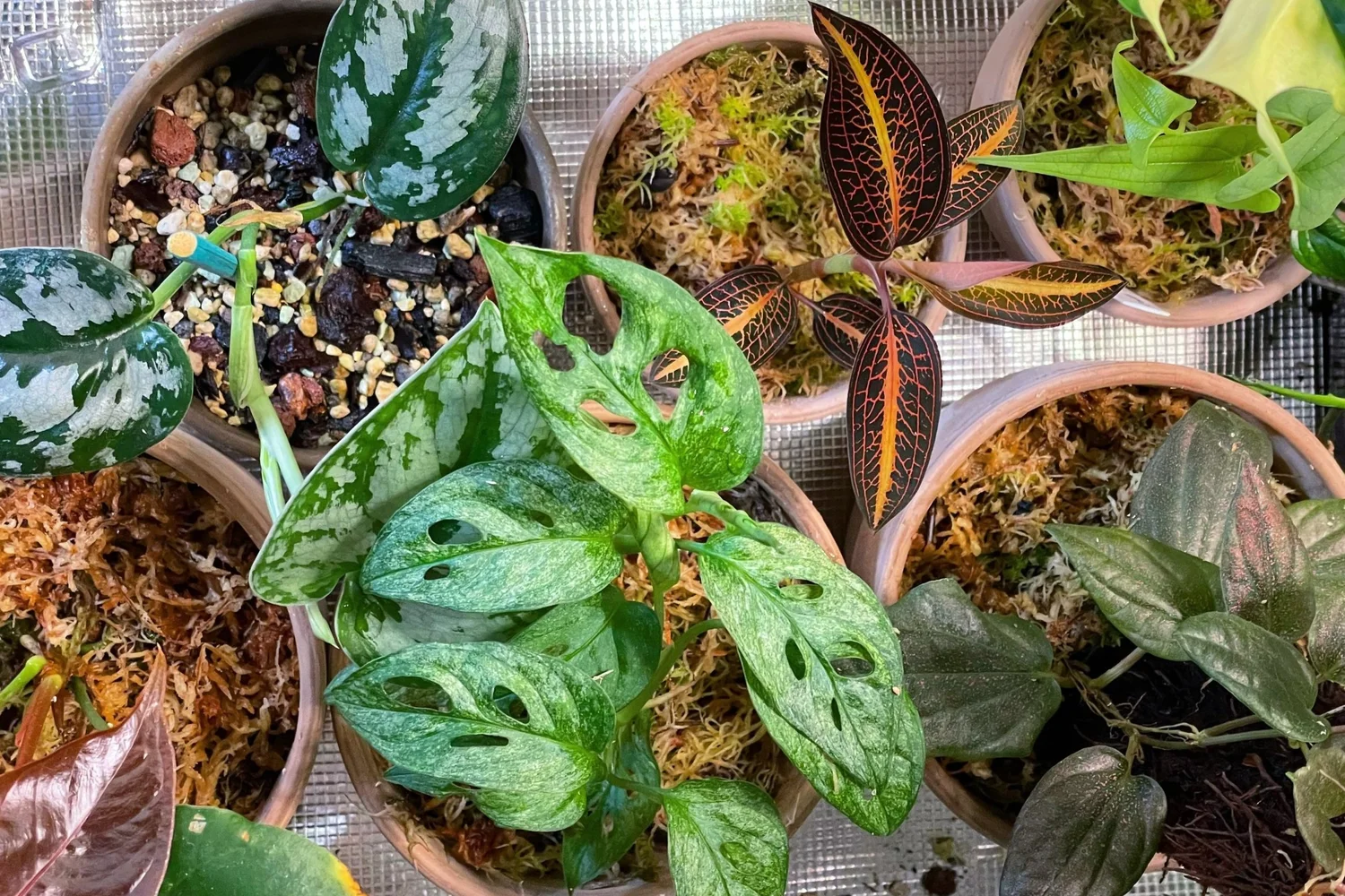 How to create a great plant display — The Botanical Archive