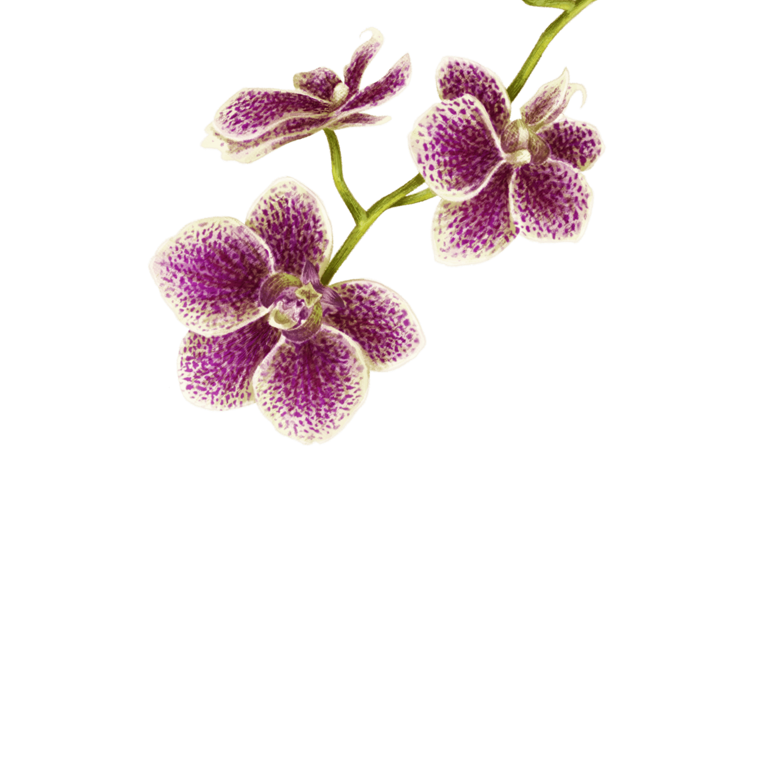 The Botanical Archive | Interior Plant Styling and Biophilic Design