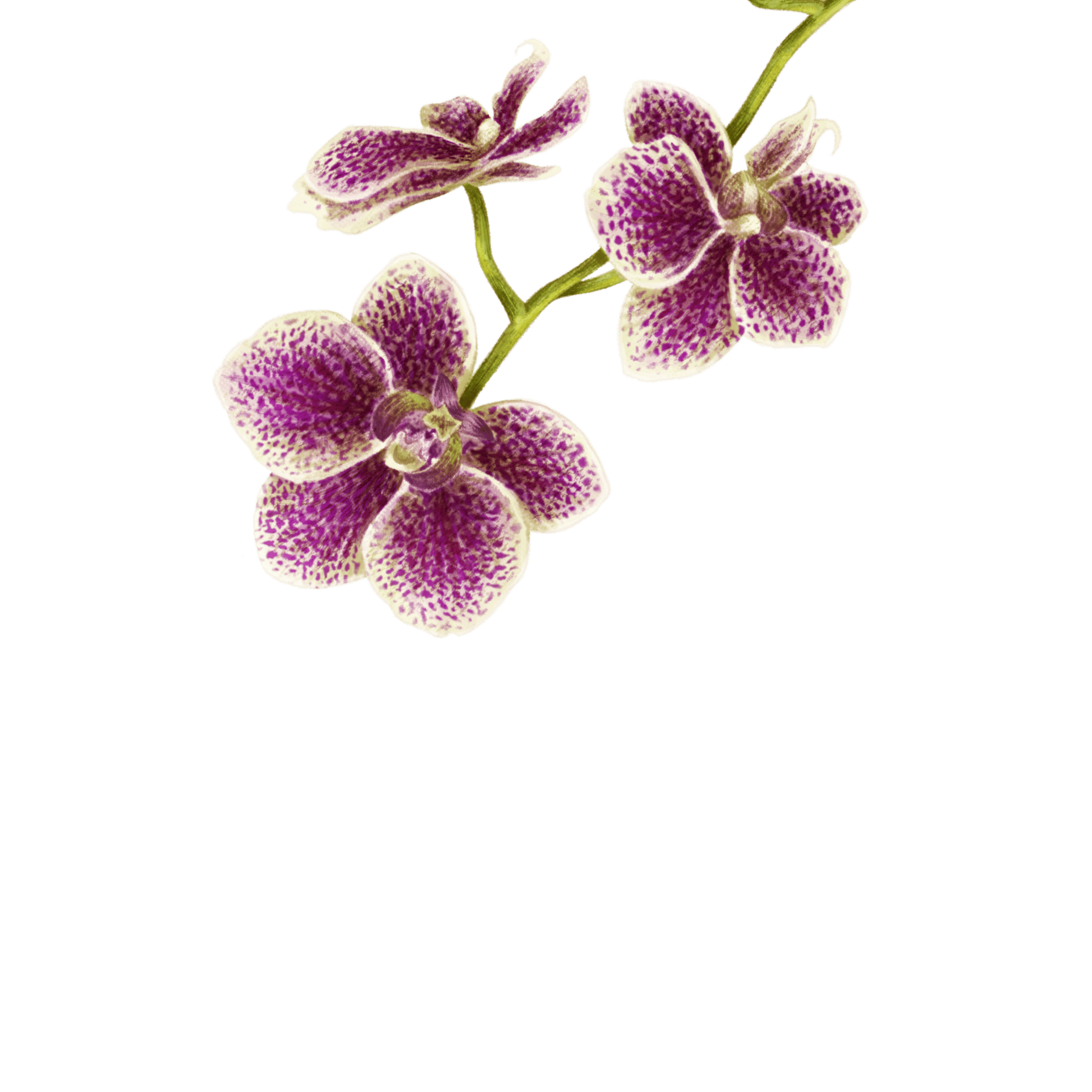 The Botanical Archive | Interior Plant Styling and Biophilic Design