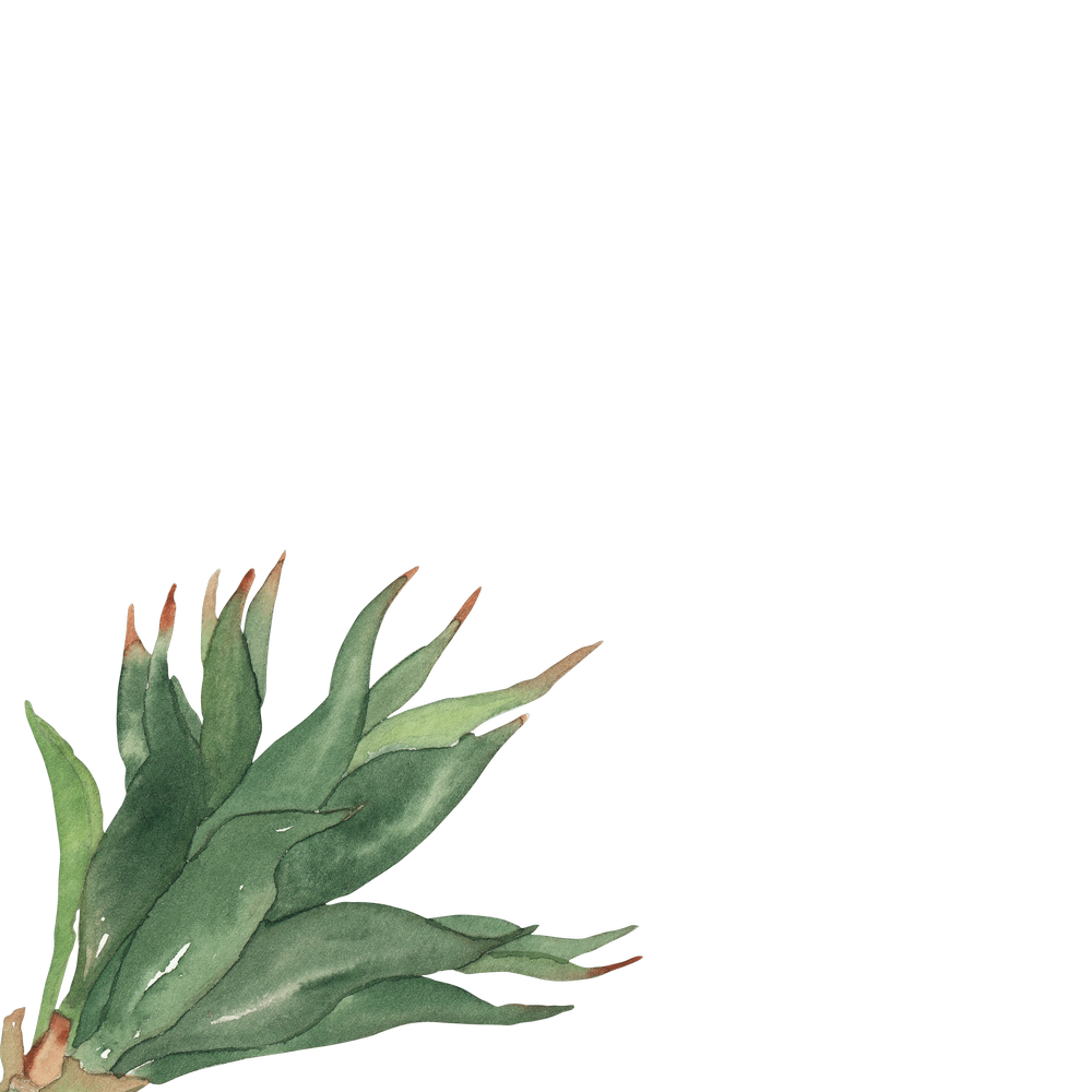 The Botanical Archive | Interior Plant Styling and Biophilic Design