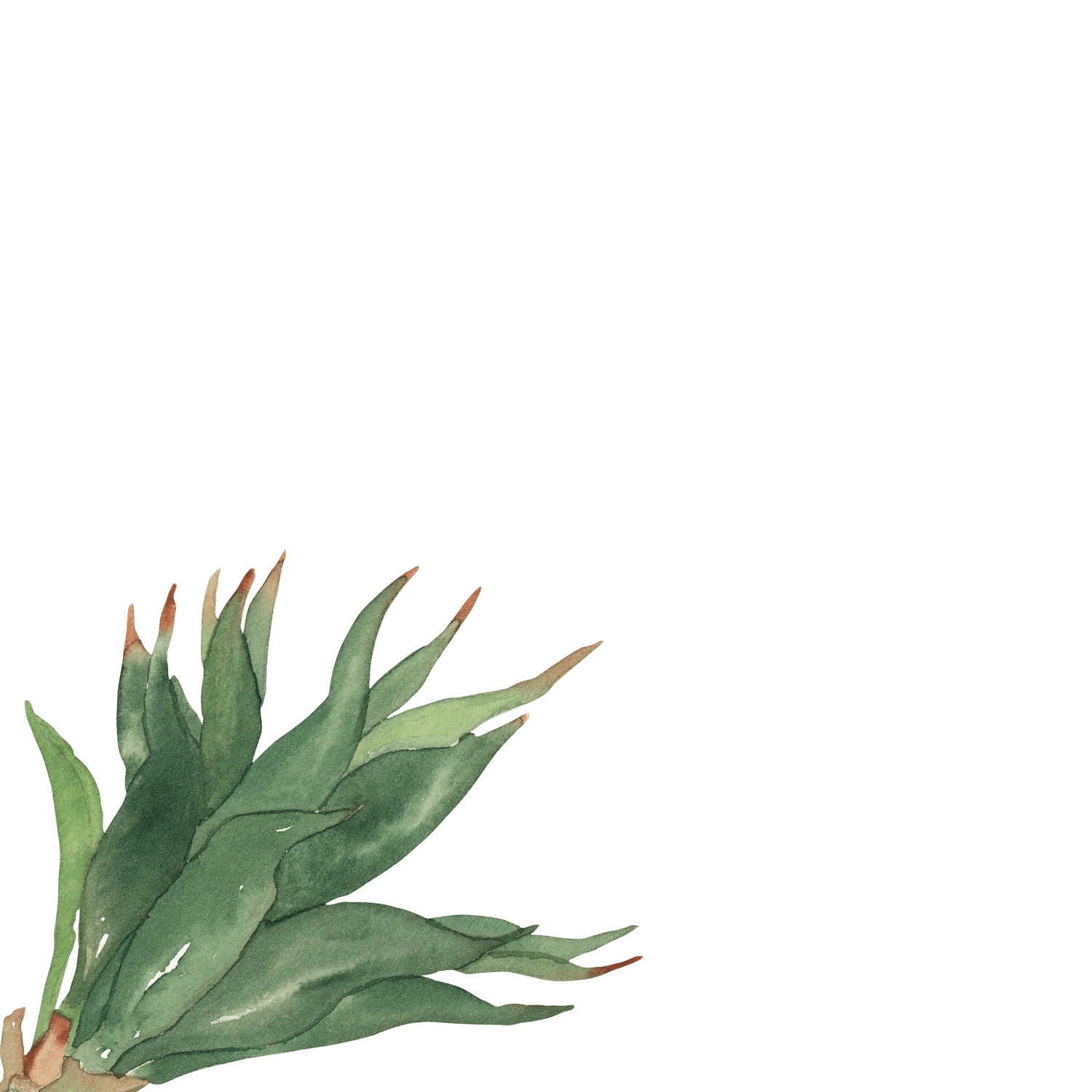 The Botanical Archive | Interior Plant Styling and Biophilic Design