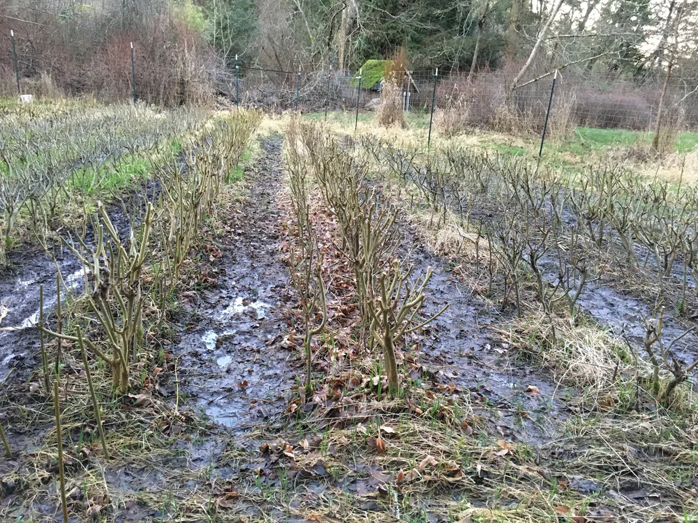 Basketry Maria Bullock Swamp Sticks — Swamp Sticks