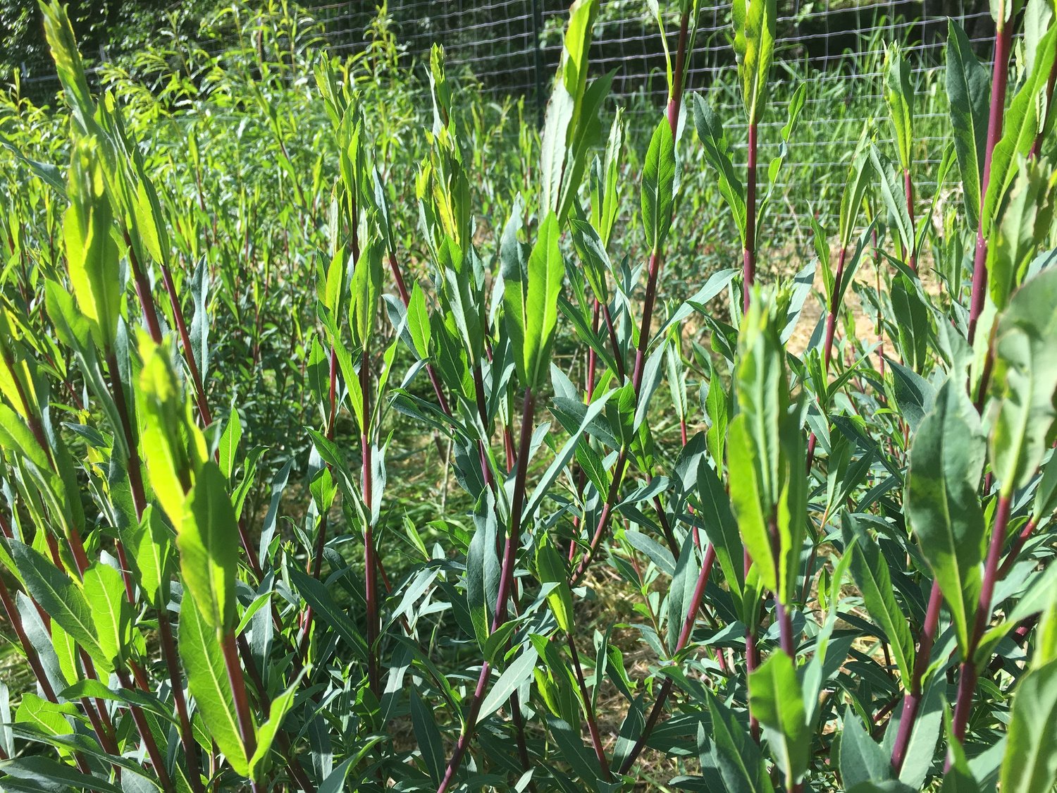 Basketry Maria Bullock Swamp Sticks — Swamp Sticks