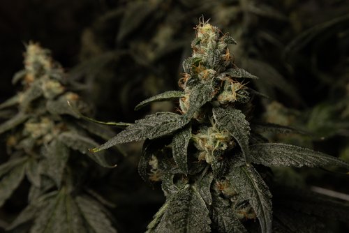 Black Garlic — Premium Cannabis in New Mexico | Urban Wellness