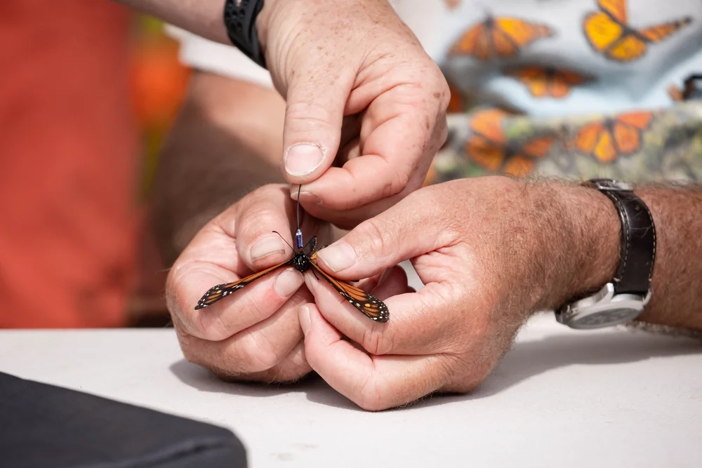 Project Monarch — Cape May Point Arts and Science Center