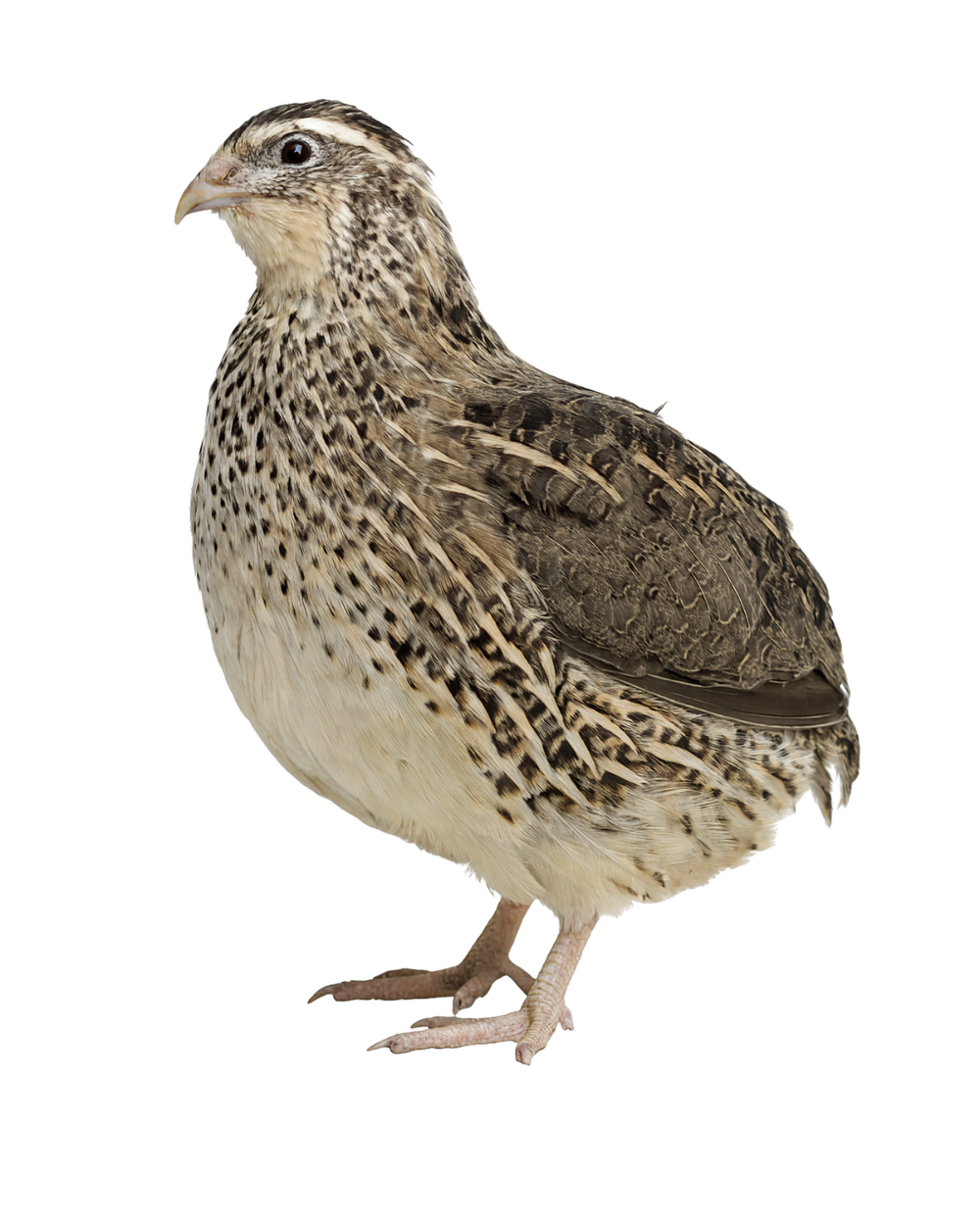 Welcome to Bryant's Roost! Quail Breeder and supplies to support ...