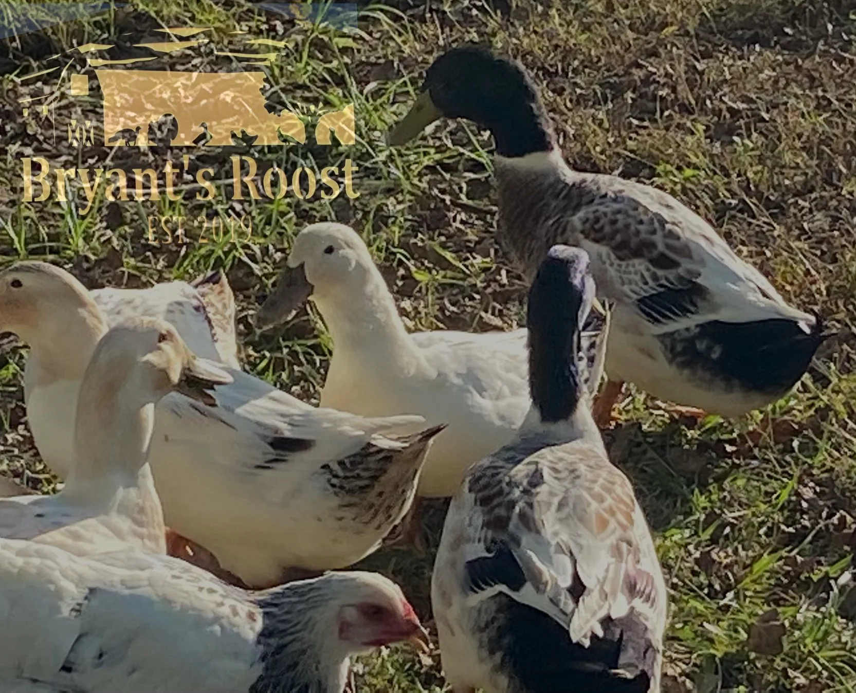 Store 2 — Bryant's Roost