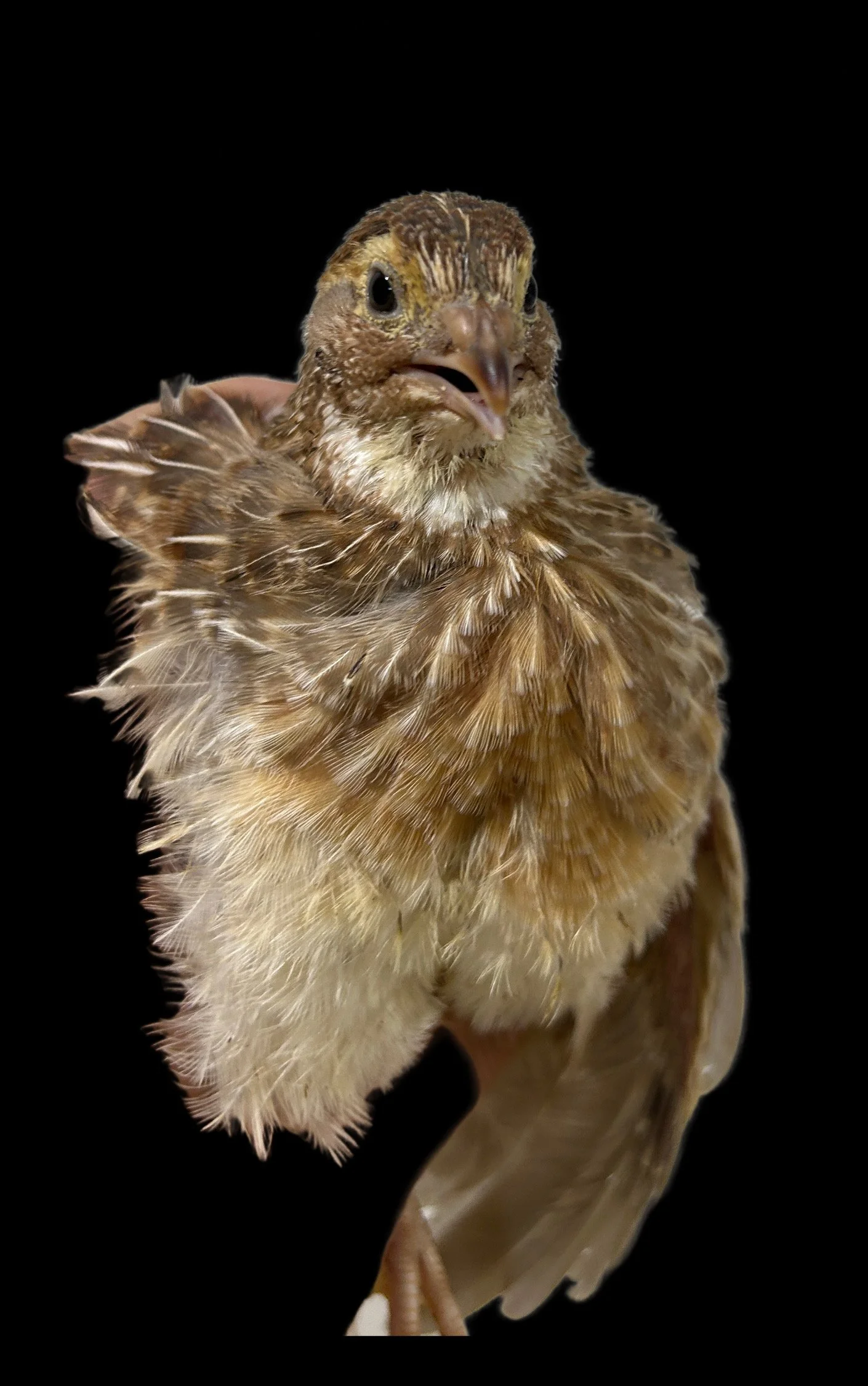 Jumbo Pharaoh Coturnix Quail Hatching eggs to be incubated to begin ...