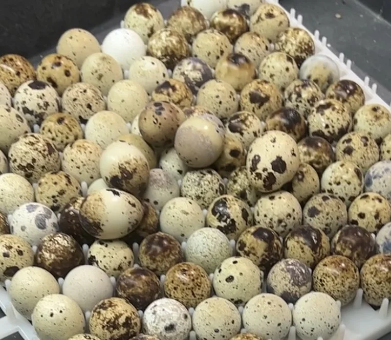 Jumbo Pharaoh Coturnix Quail Hatching eggs to be incubated to begin ...