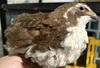 Jumbo Pharaoh Coturnix Quail Hatching eggs to be incubated to begin ...