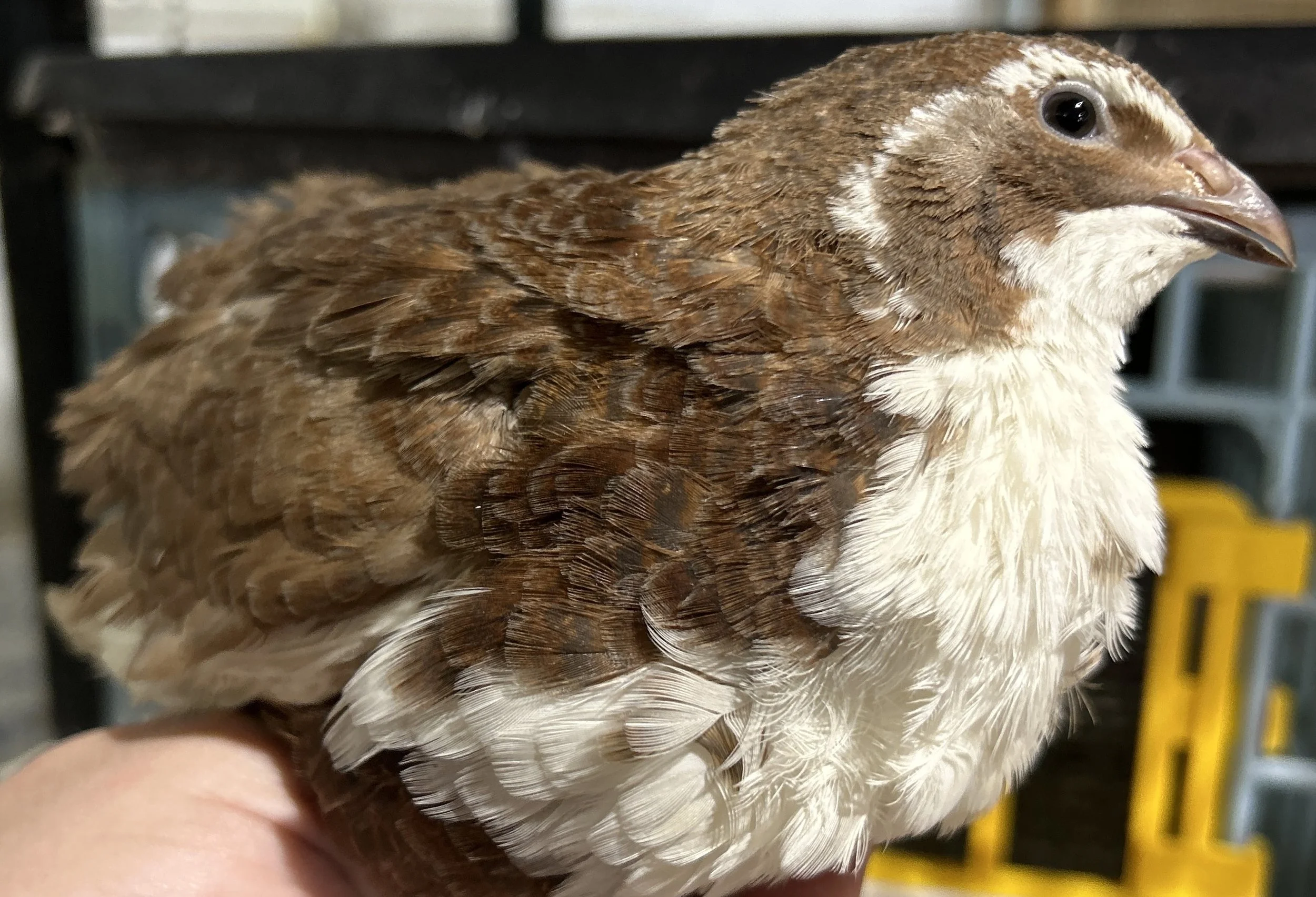 Jumbo Pharaoh Coturnix Quail Hatching eggs to be incubated to begin ...