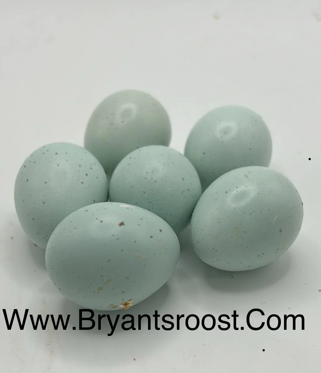 Live Coturnix Quail Hens shipped to you! — Bryant's Roost