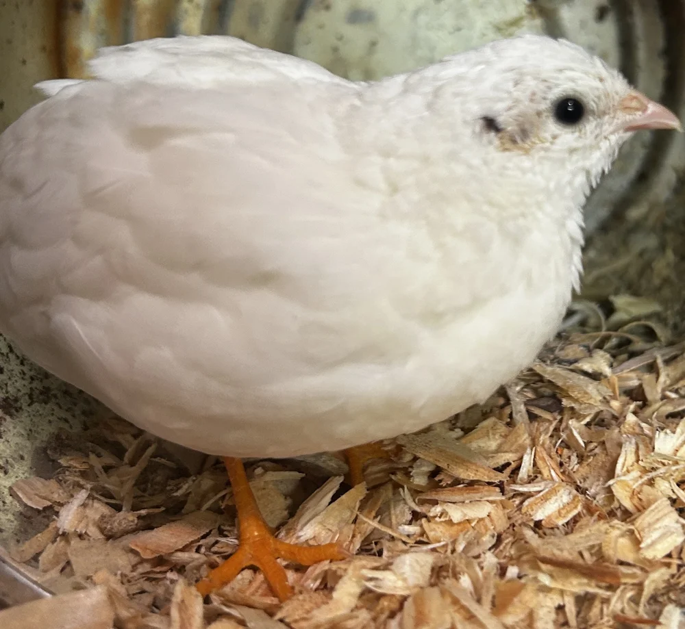 Jumbo Pharaoh Coturnix Quail Hatching eggs to be incubated to begin ...