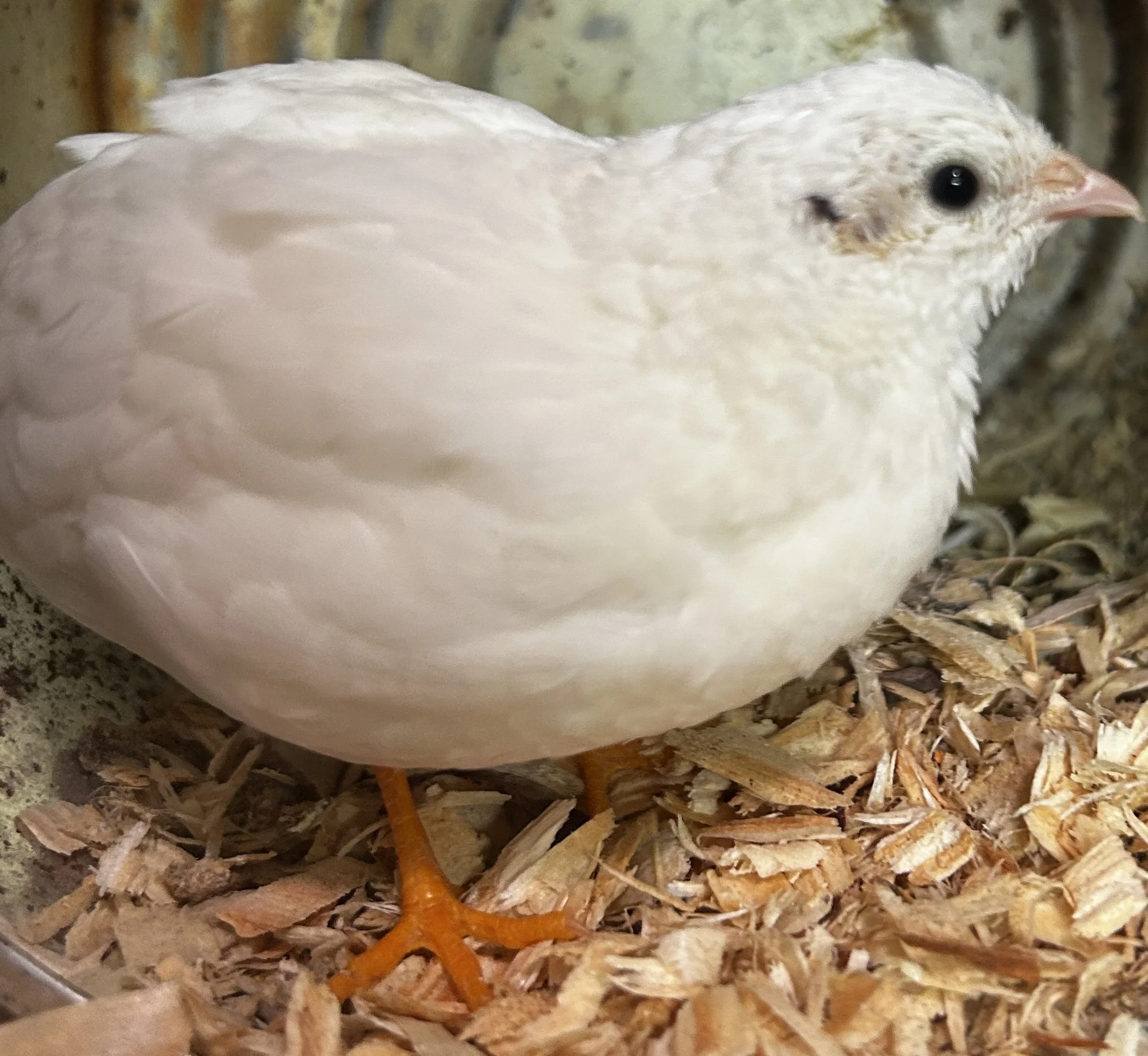 Jumbo Pharaoh Coturnix Quail Hatching eggs to be incubated to begin ...