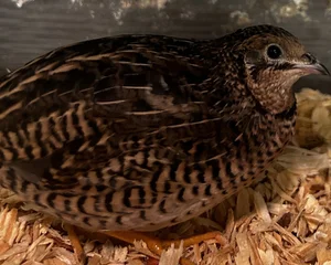 Jumbo Pharaoh Coturnix Quail Hatching eggs to be incubated to begin ...
