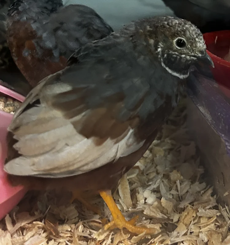 Jumbo Pharaoh Coturnix Quail Hatching eggs to be incubated to begin ...