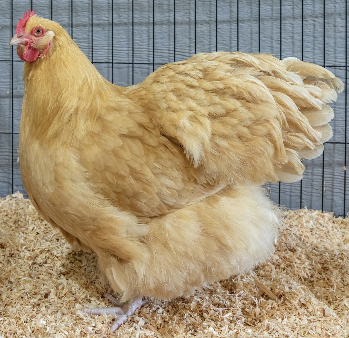 Quail chicks for sale near you! I can have them ready for you to pick ...