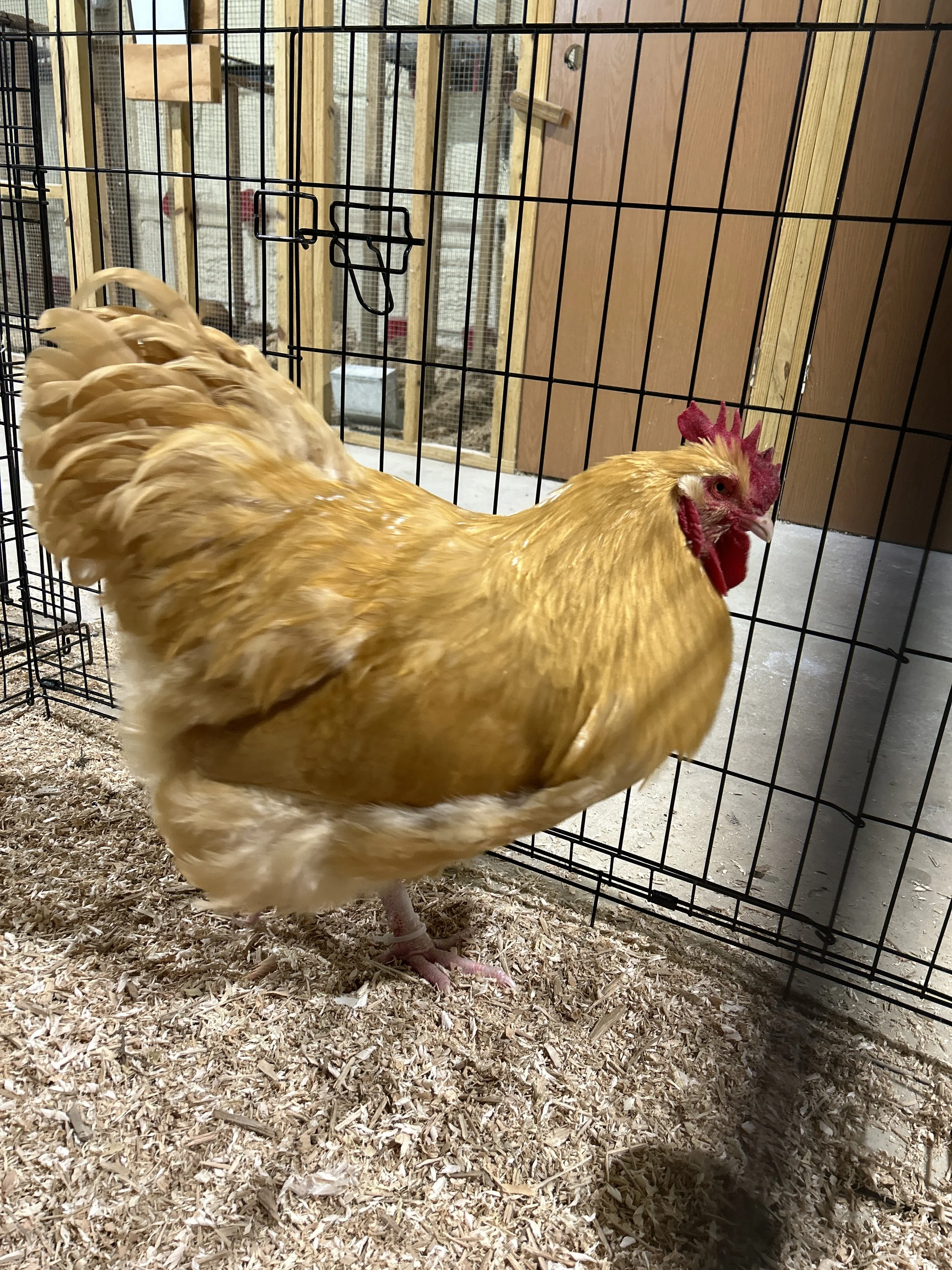 Quail chicks for sale near you! I can have them ready for you to pick ...