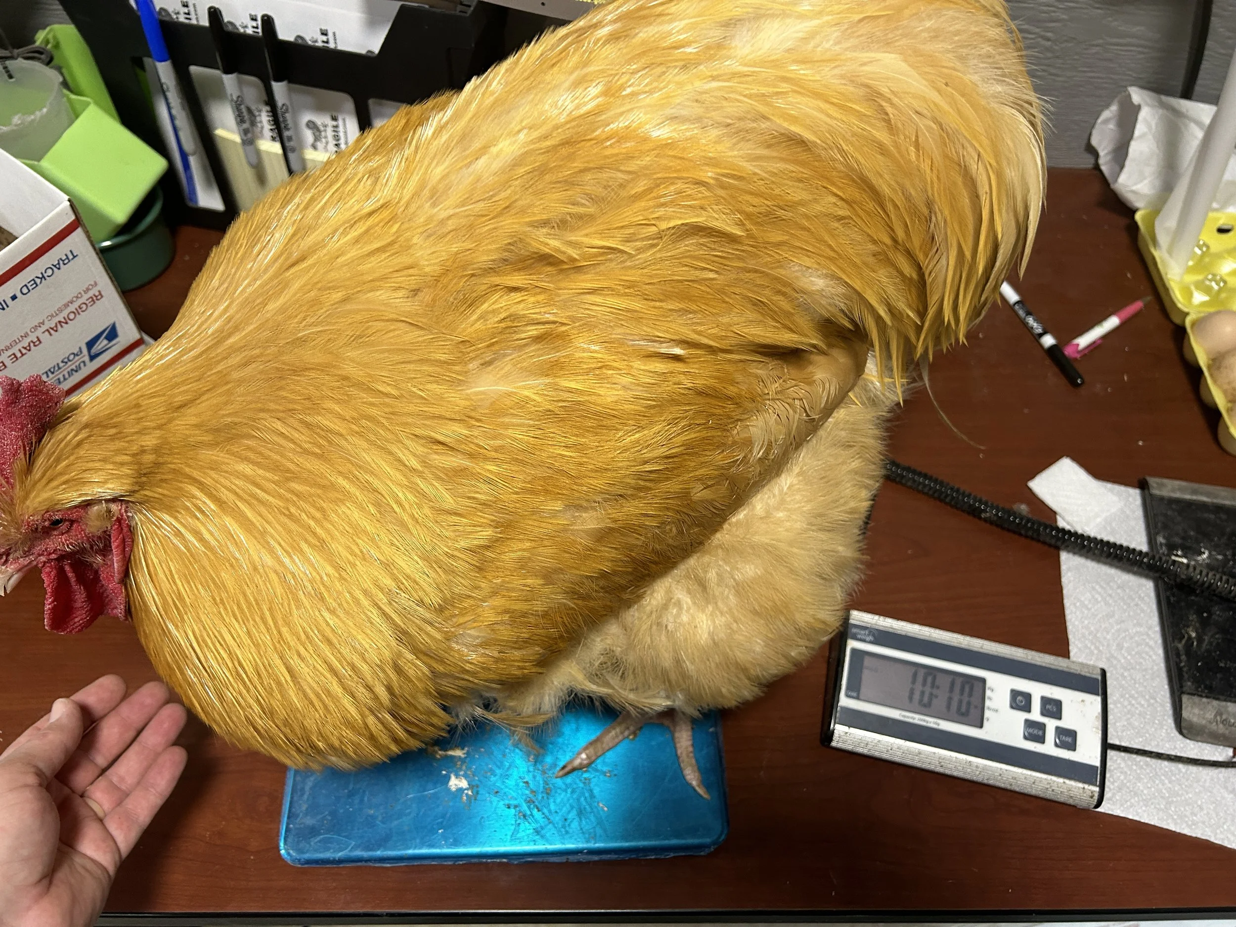 Quail chicks for sale near you! I can have them ready for you to pick ...