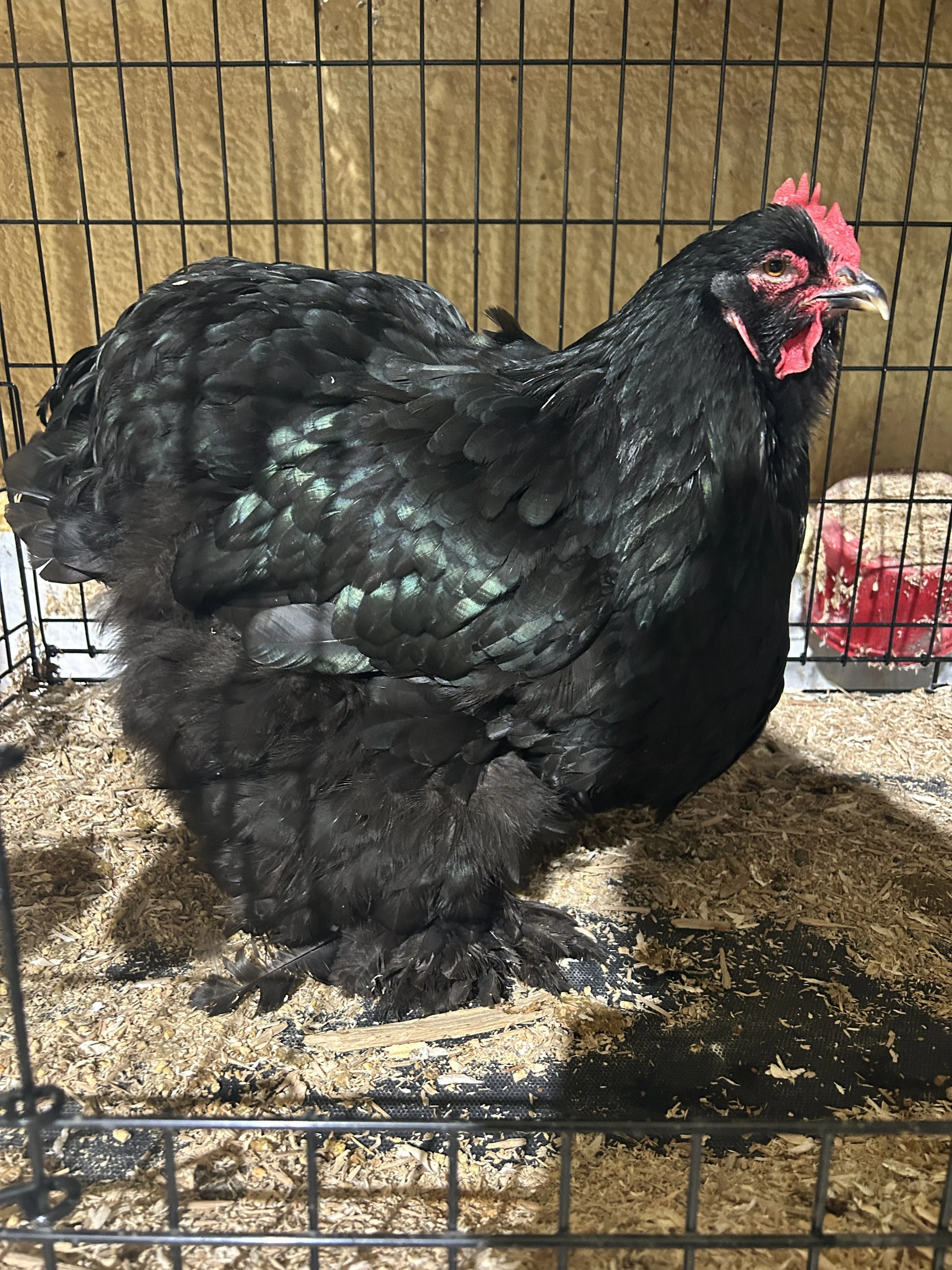 Quail chicks for sale near you! I can have them ready for you to pick ...