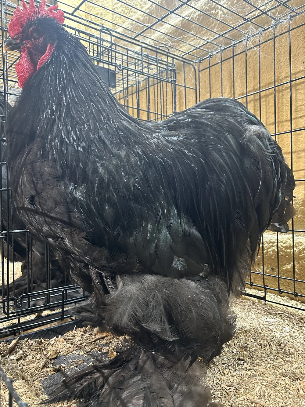 Live Coturnix Quail Hens shipped to you! — Bryant's Roost