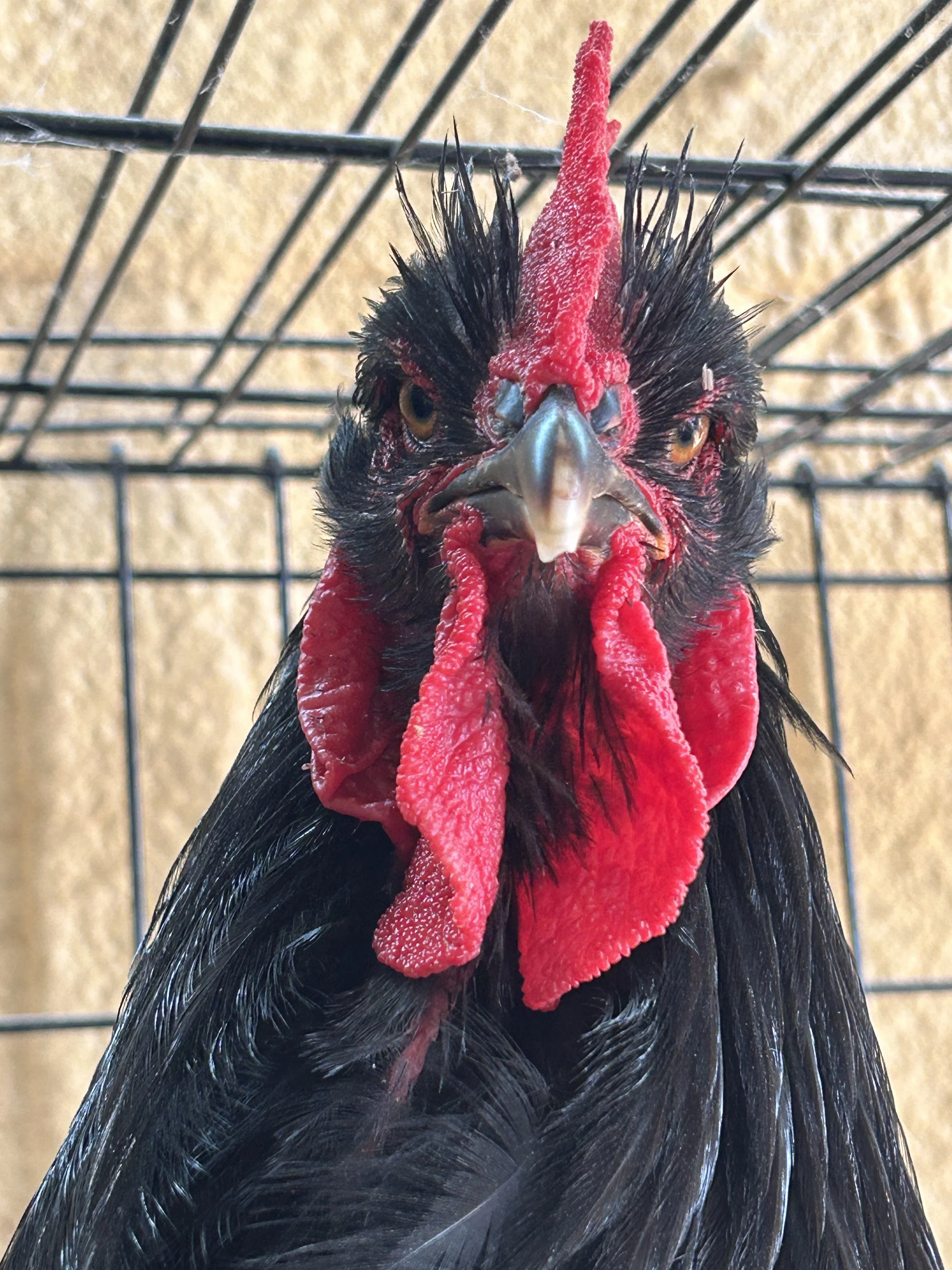 Quail chicks for sale near you! I can have them ready for you to pick ...