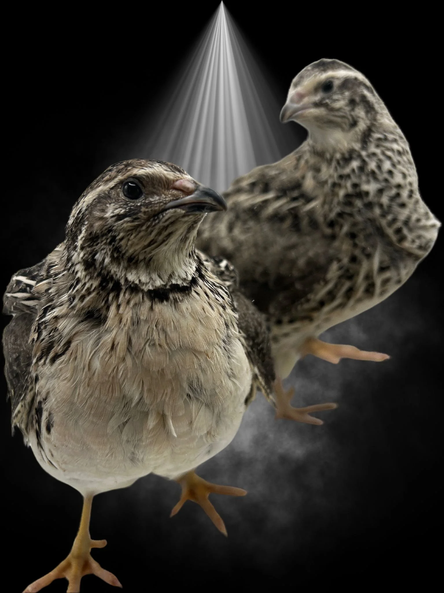 Jumbo Pharaoh Coturnix Quail Hatching eggs to be incubated to begin ...