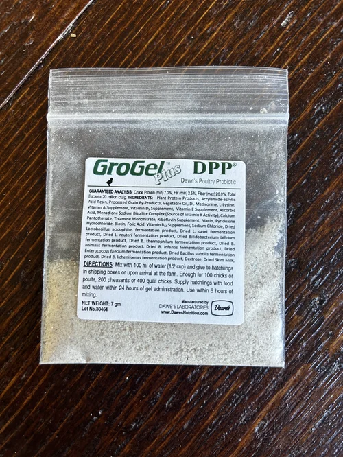 Live Coturnix Quail Hens shipped to you! — Bryant's Roost