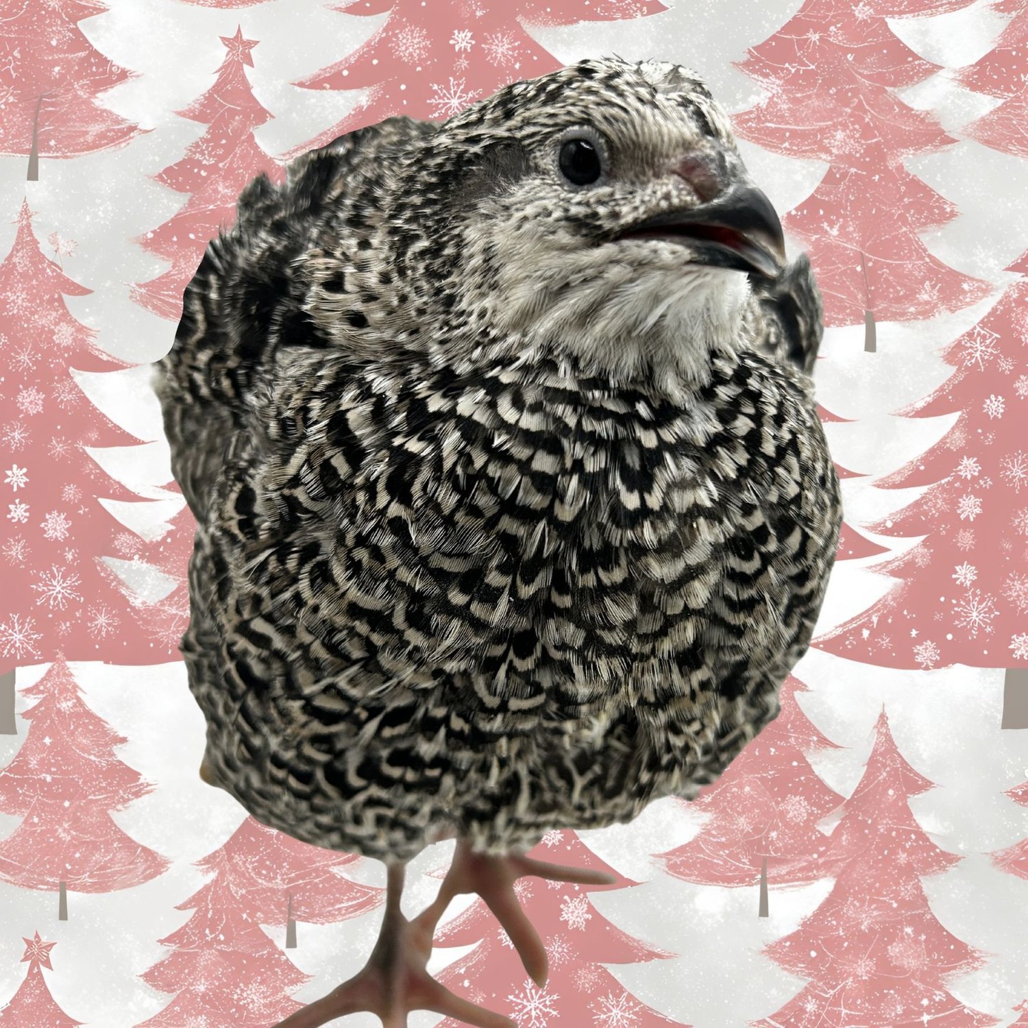Jumbo Pharaoh Coturnix Quail Hatching eggs to be incubated to begin ...