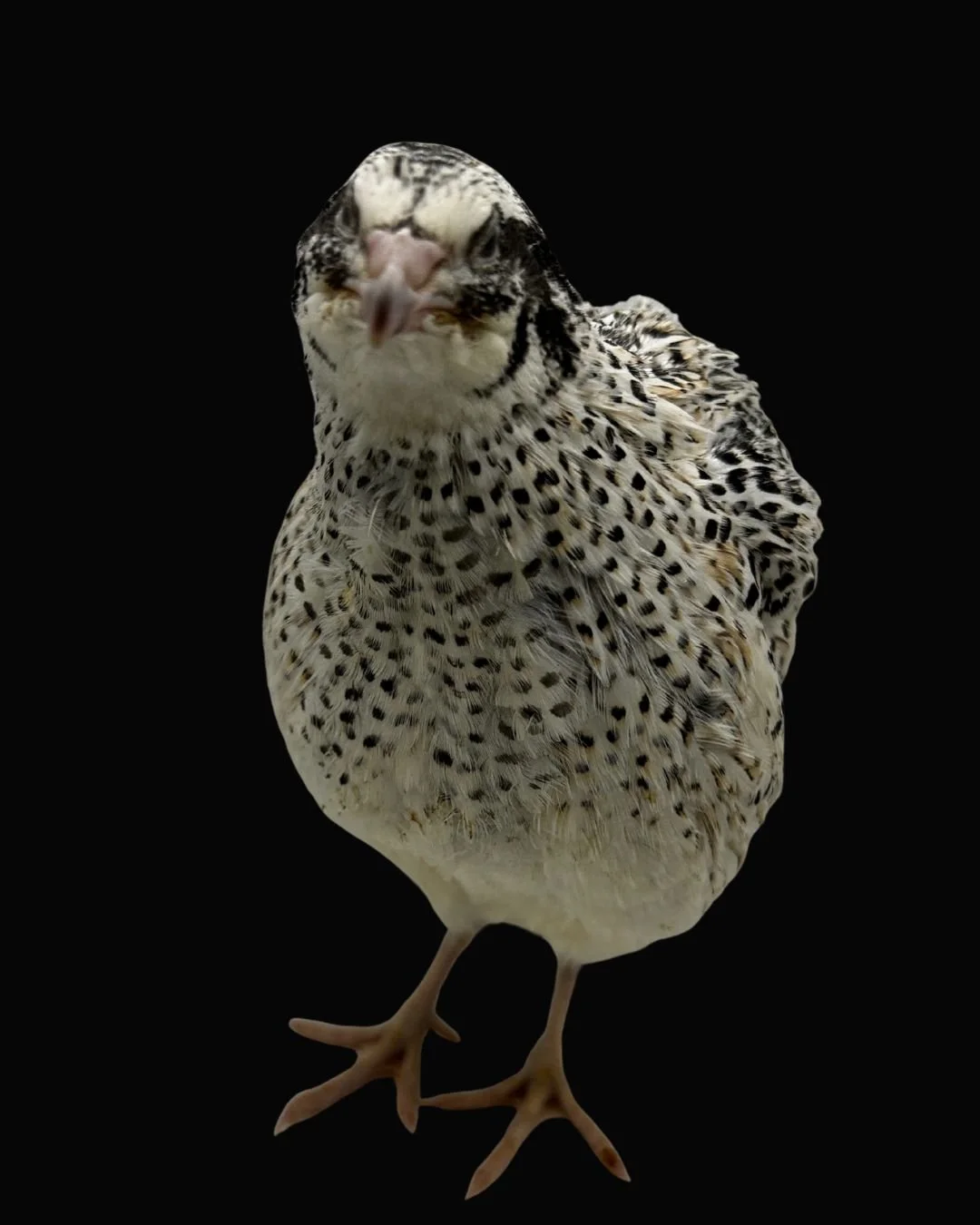 Jumbo Pharaoh Coturnix Quail Hatching eggs to be incubated to begin ...