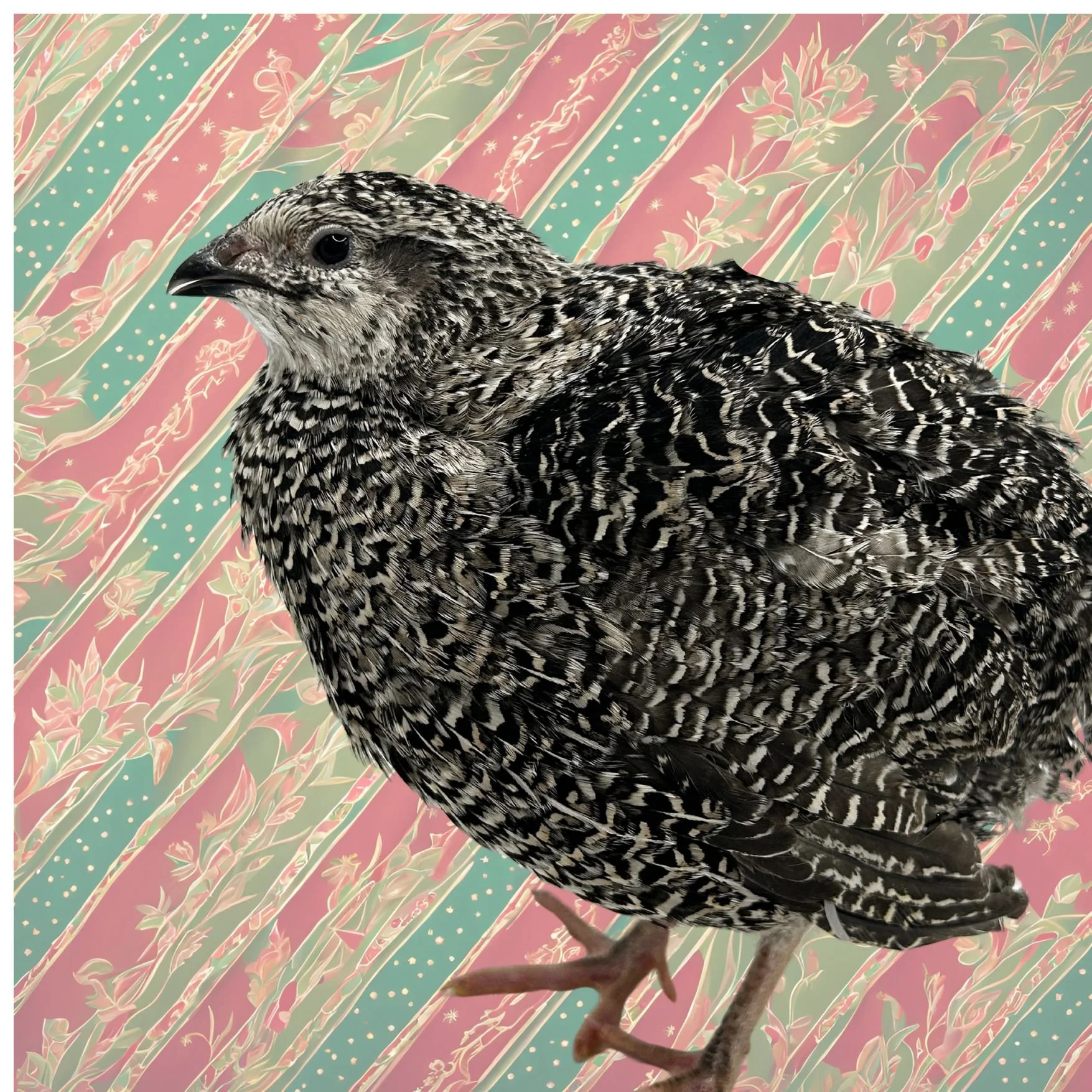 Jumbo Pharaoh Coturnix Quail Hatching eggs to be incubated to begin ...