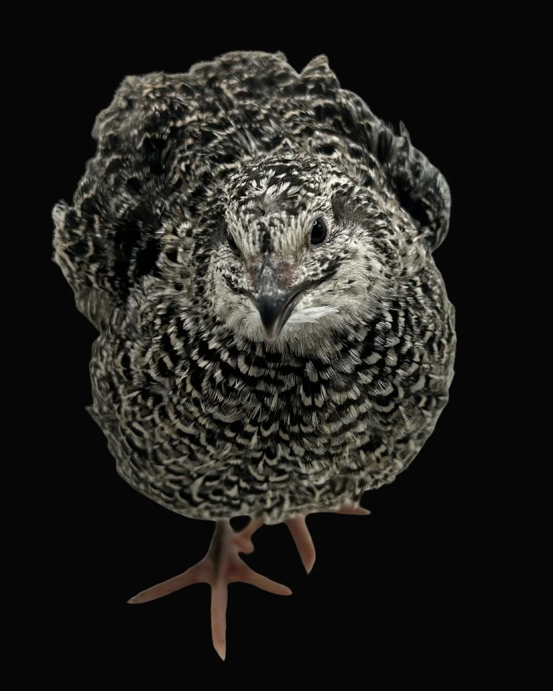 Jumbo Pharaoh Coturnix Quail Hatching eggs to be incubated to begin ...