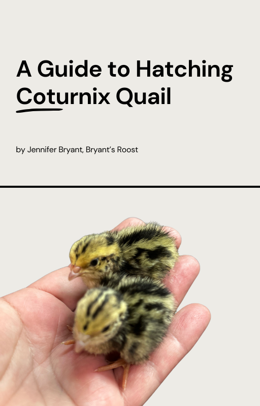 Jumbo Pharaoh Coturnix Quail Hatching eggs to be incubated to begin ...