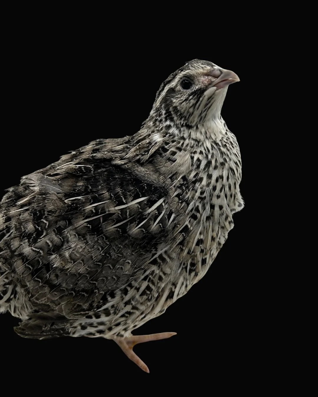 Jumbo Pharaoh Coturnix Quail Hatching eggs to be incubated to begin ...