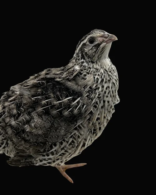 Jumbo Pharaoh Coturnix Quail Hatching eggs to be incubated to begin ...